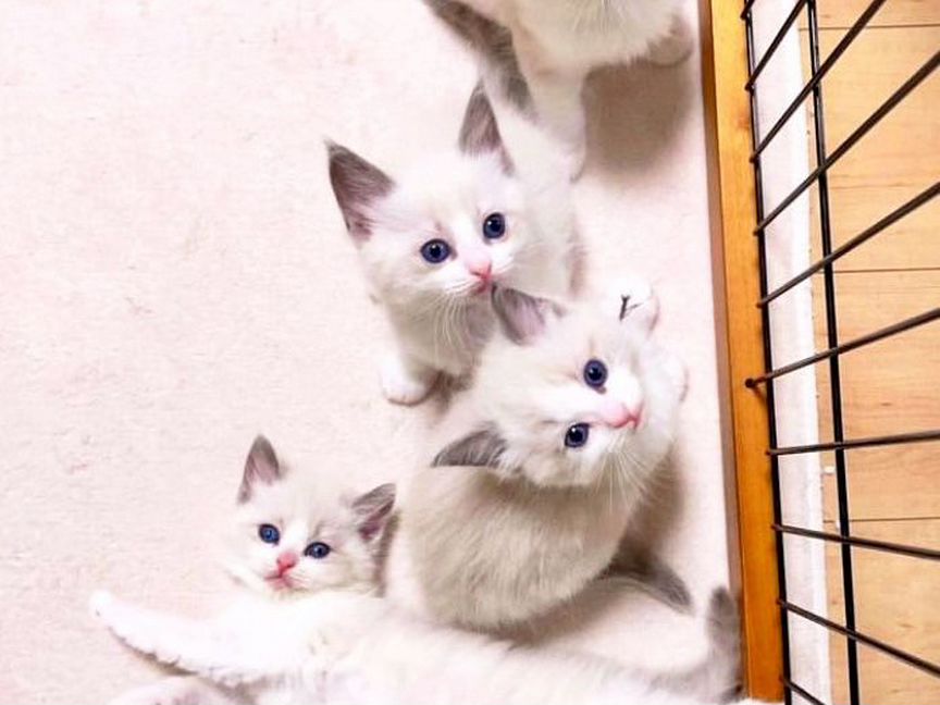 Рэгдолл девочки и мальчики