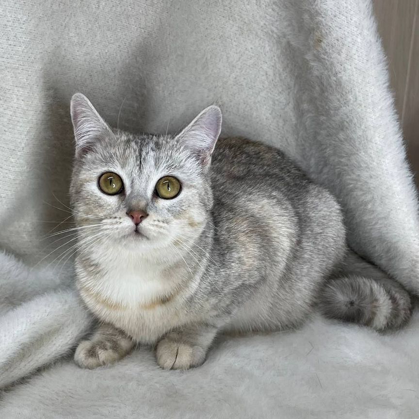 Кошечка мечты