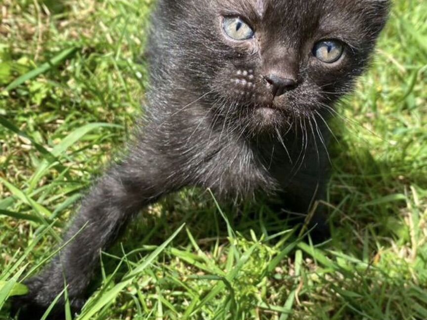 Котенок мальчик/котята/кошки/даром/бесплатно