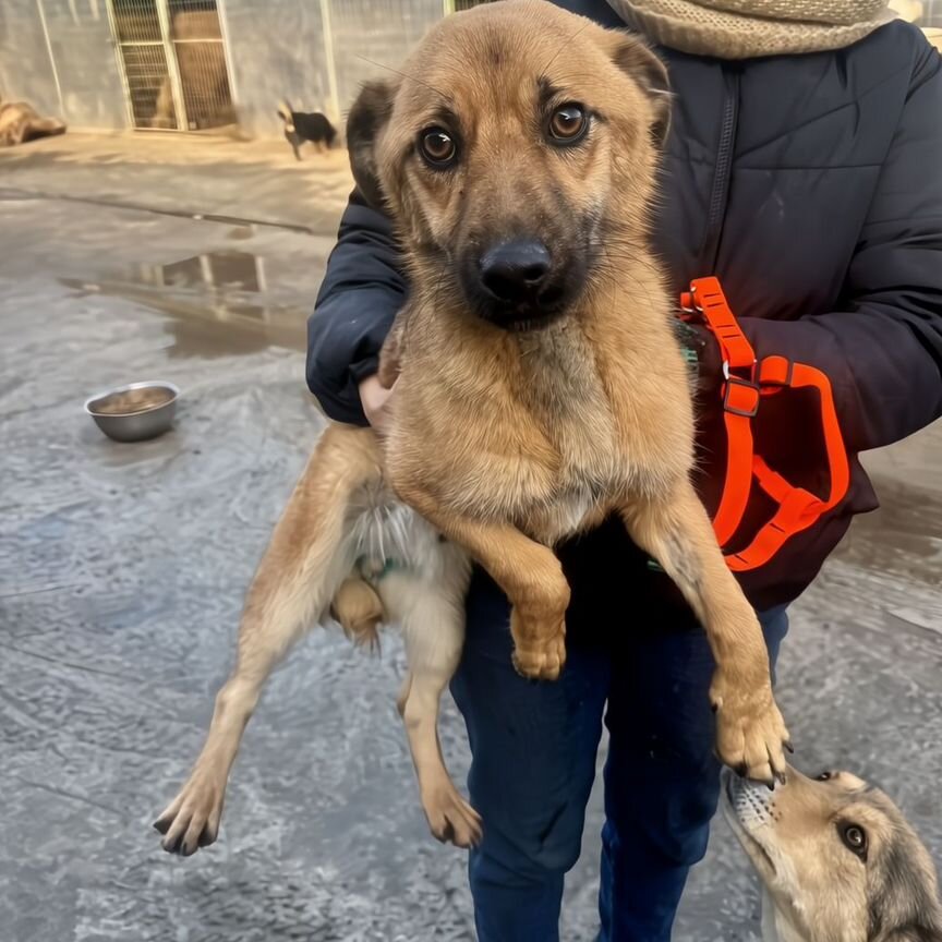 Взрослая собака в добрые руки