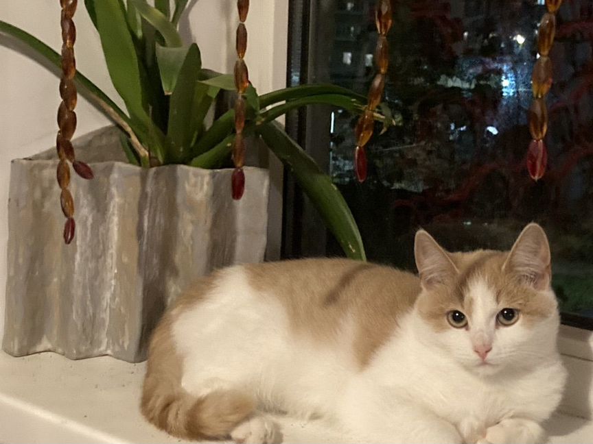 Рыжая кошка, котенок подросток