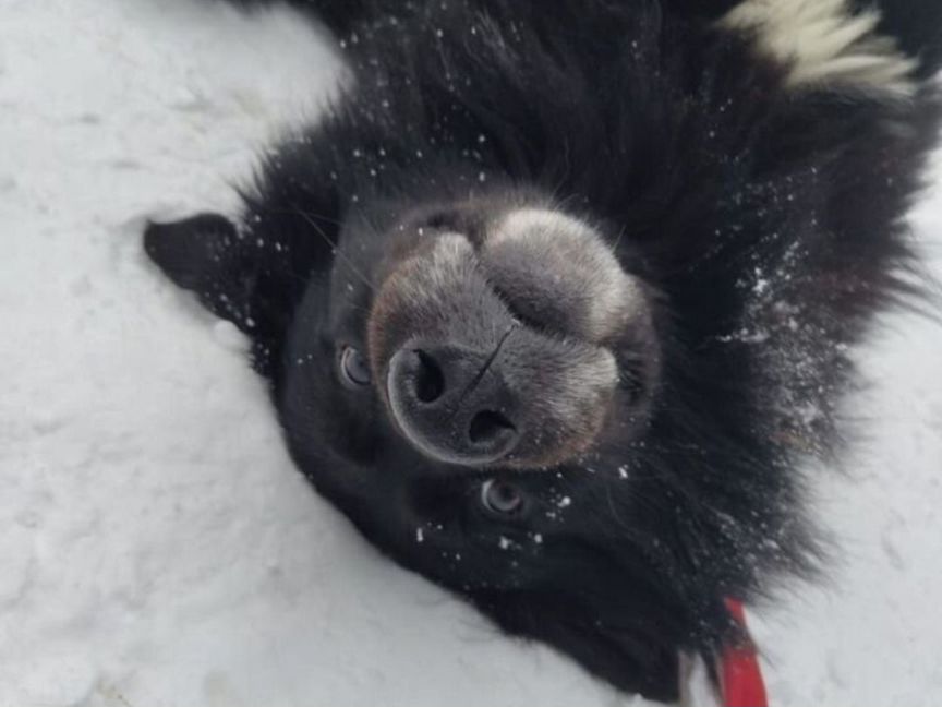 Собака в добрые руки