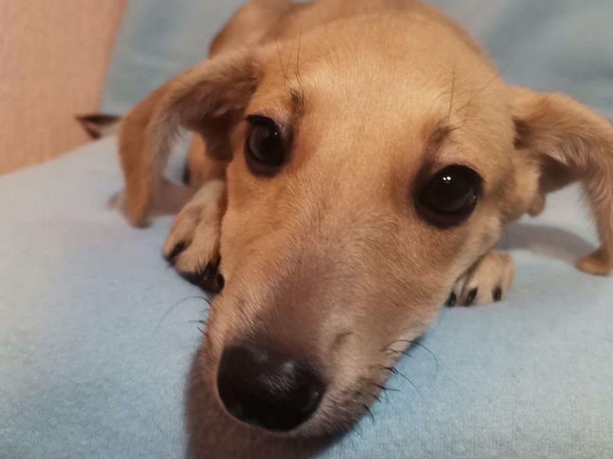 Левретка в добрые руки