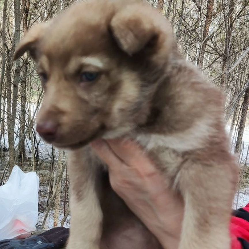 Щенок в добрые руки