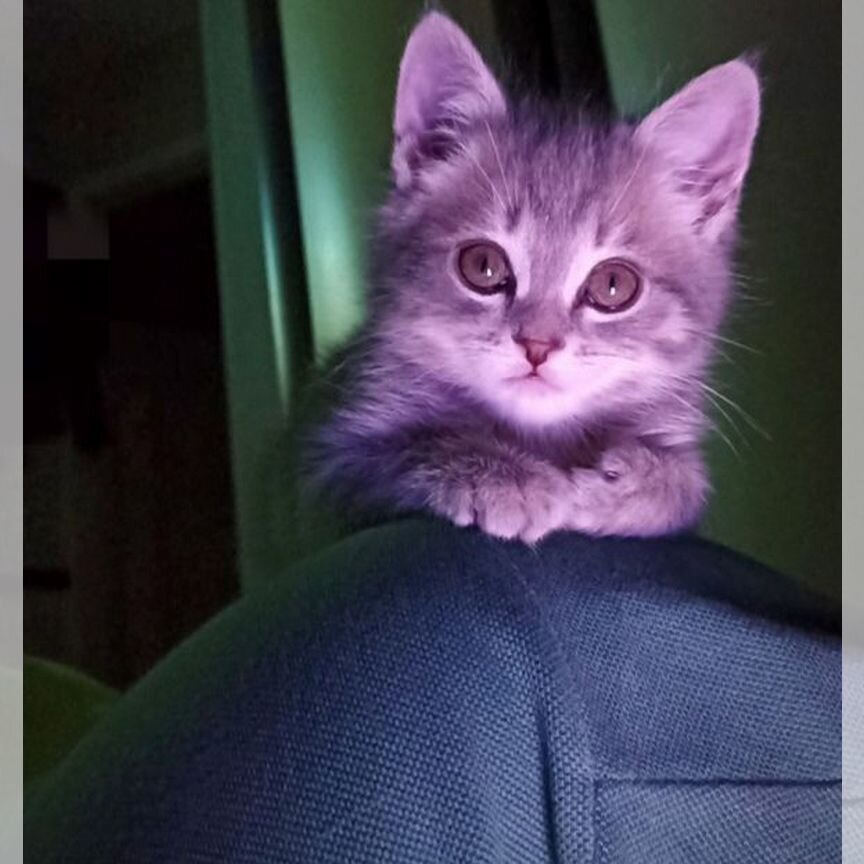 Кошечка в добрые руки