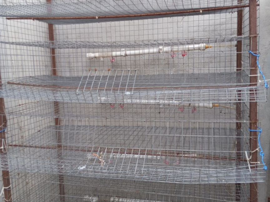 Клетка для перепелов, бройлеров