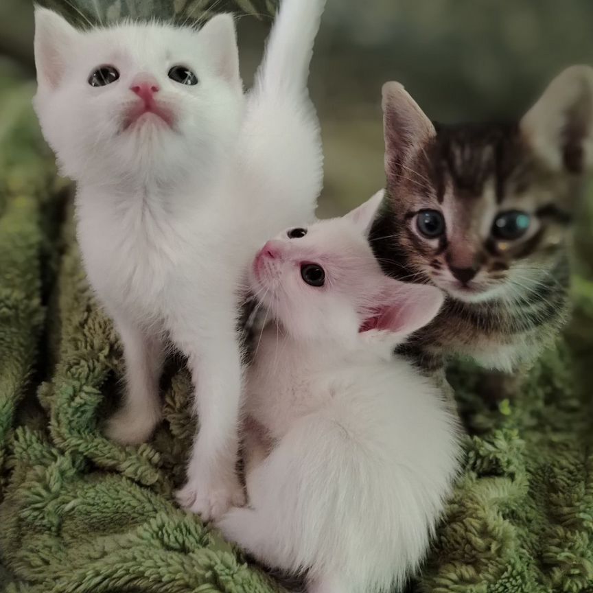 Ориентальный котёнок