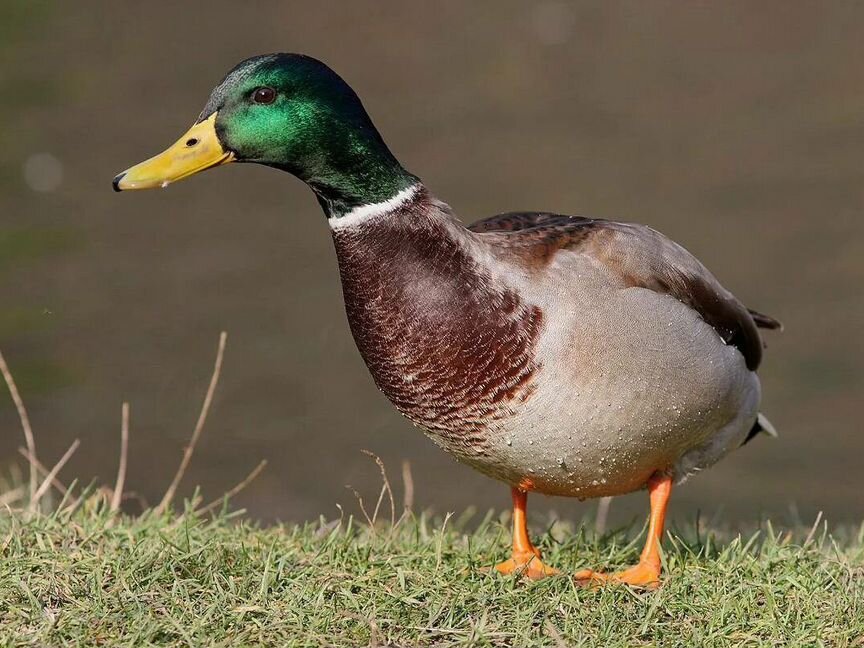 Селезень дикой утки