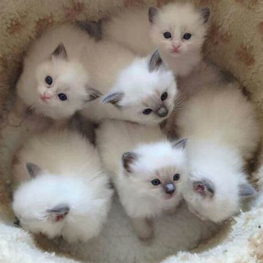 Невский маскарадный котёнок