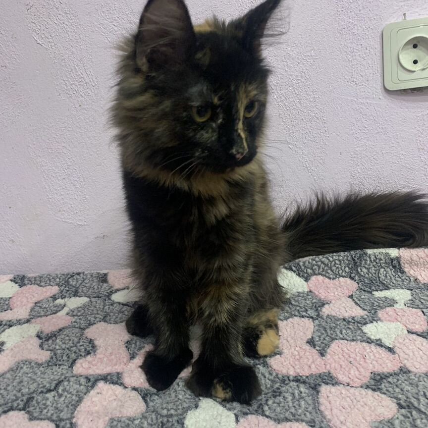 Котята мейнкуна полидакт