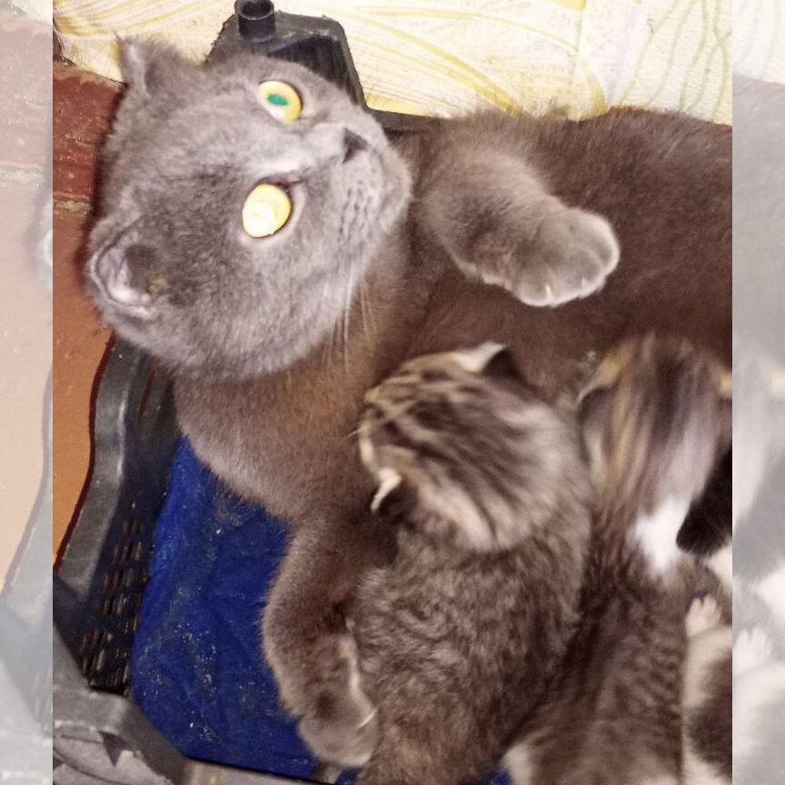 Британская короткошёрстная, взрослая кошка