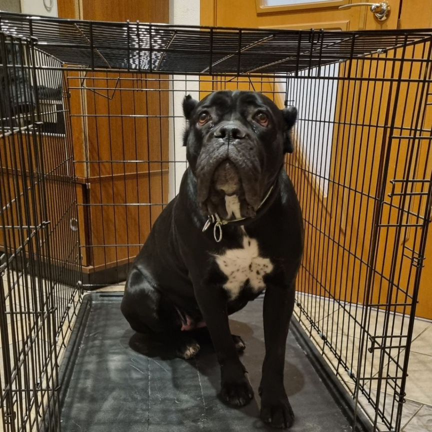 Клетка вольер для большой собаки