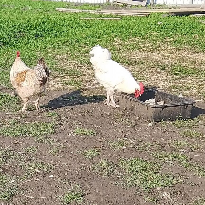 Петух