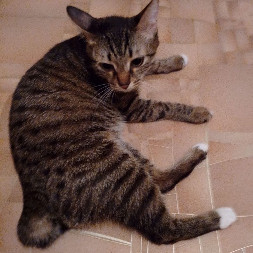 Взрослая, Девочка кошка в добрые руки