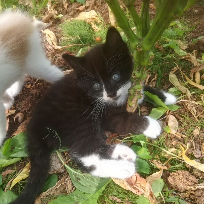 Отдам котят в добрые руки