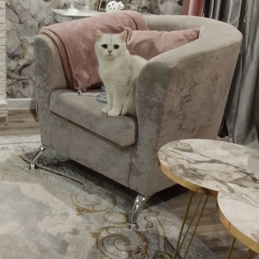 Шотланская серебристая кошечка