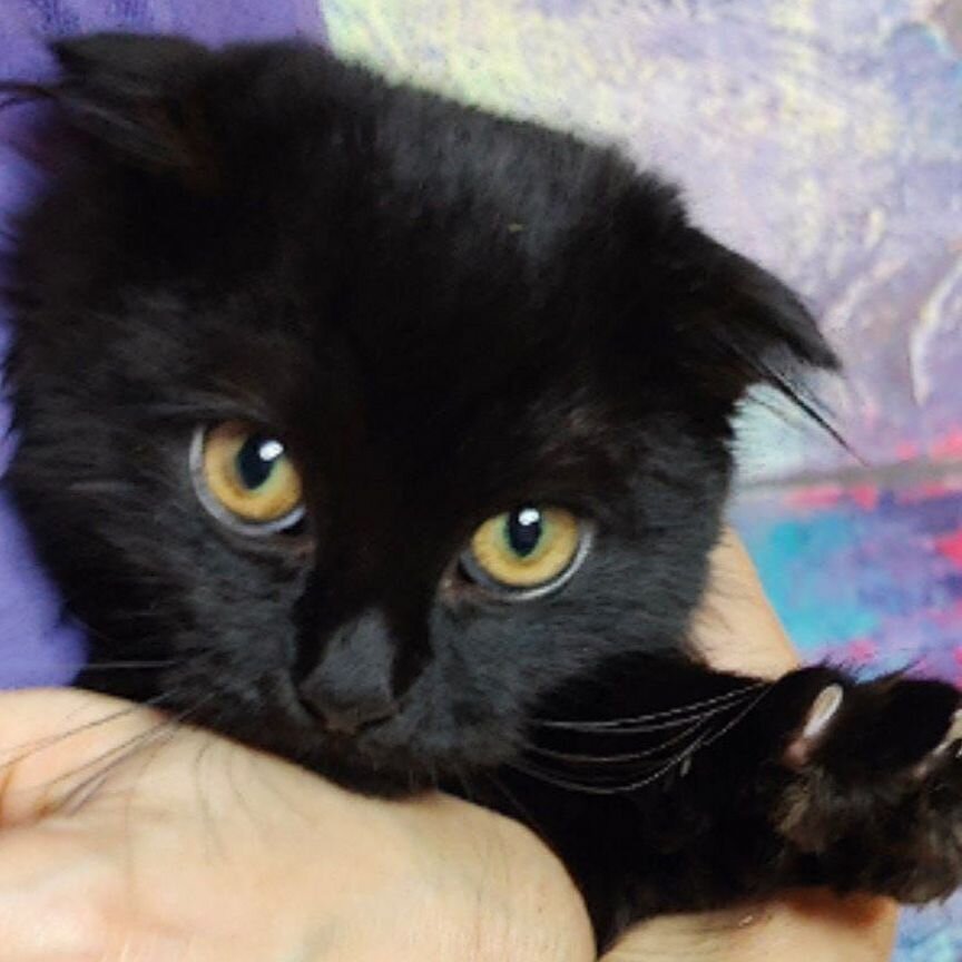 Эксклюзивная кошечка в дар