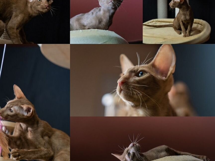 Ориентальные котята