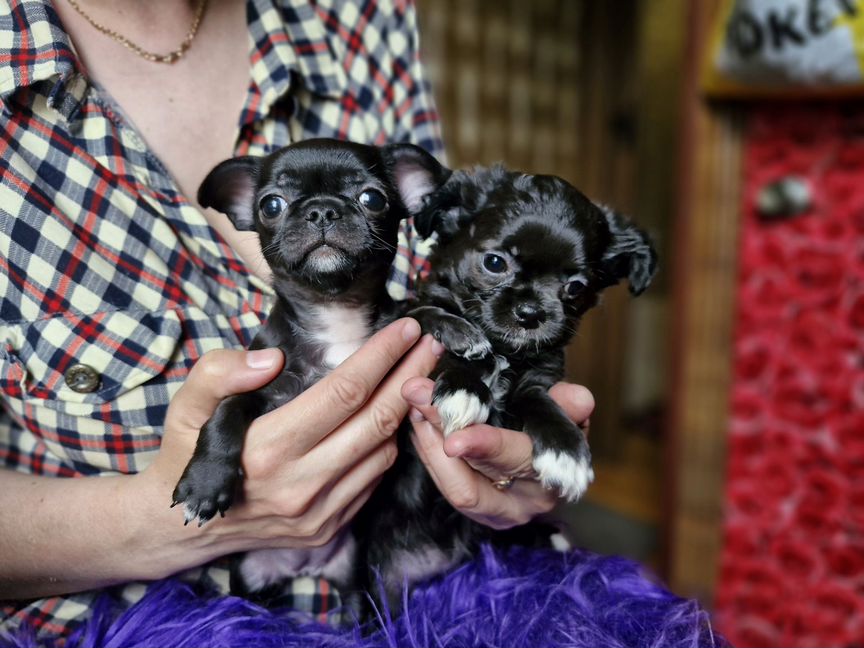 Щенки чихуахуа /документы РКФ