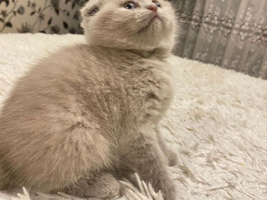 Шотландские вислоухие котята