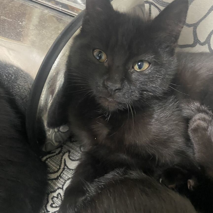 Котята/породистые котята/котёнок