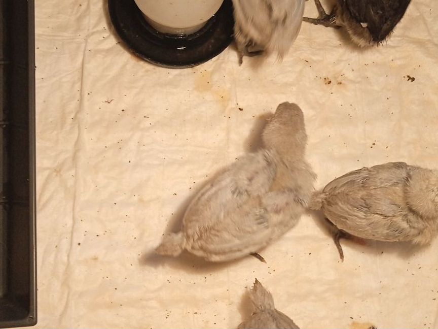 Амераукана лаванда