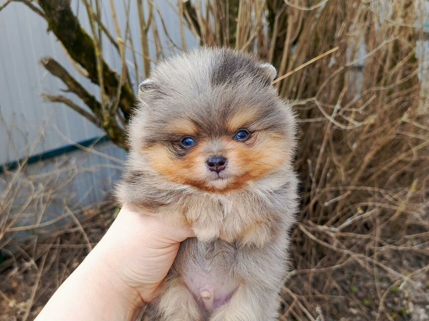 Померанский шпиц мини мраморный