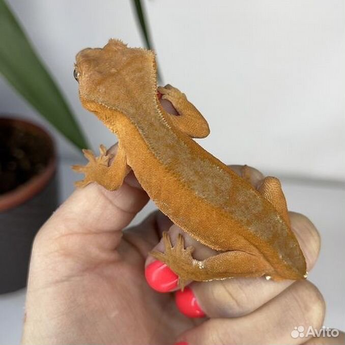 Бананоед Patternless самец