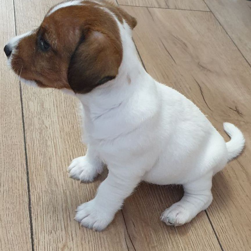 Джек-рассел-терьер, щенок