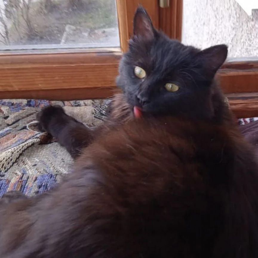 Взрослая, кошка в добрые руки