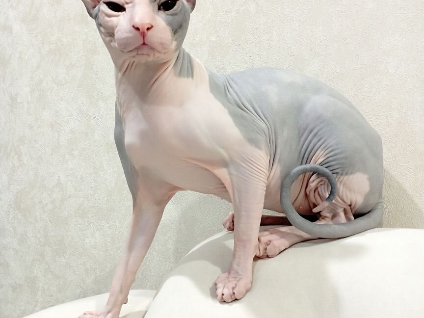 Донской сфинкс