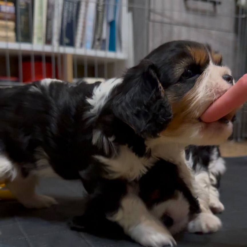 Щенок Кавалер Кинг Чарльз спаниель