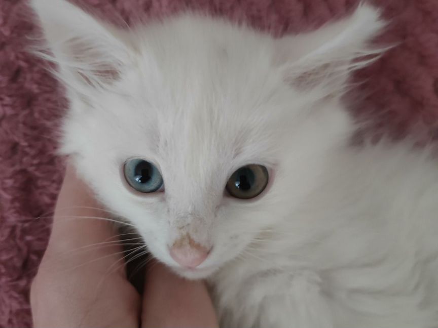 Турецкая ангора