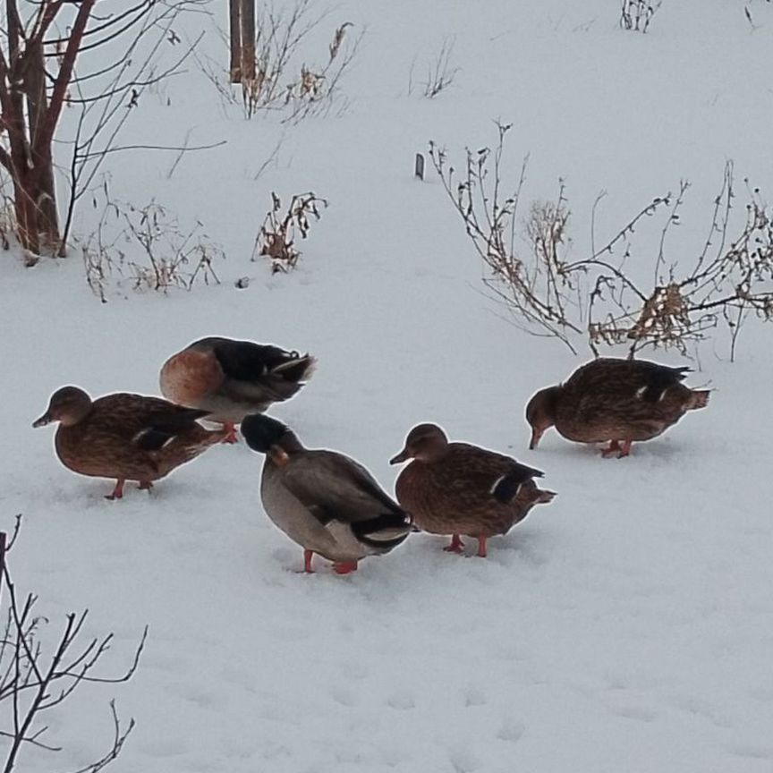 Утка селезень Кряква