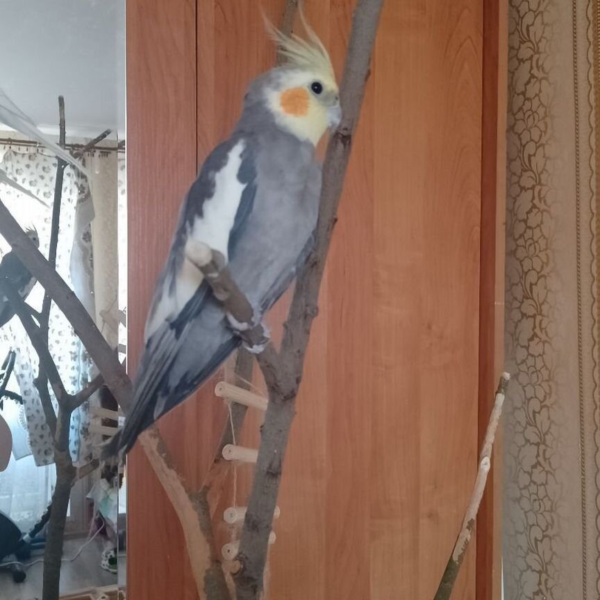 Попугай корелла