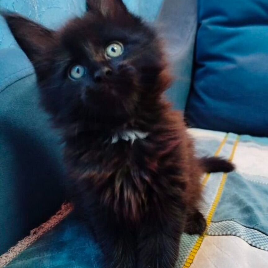 Мейн-кун черный солидный classic