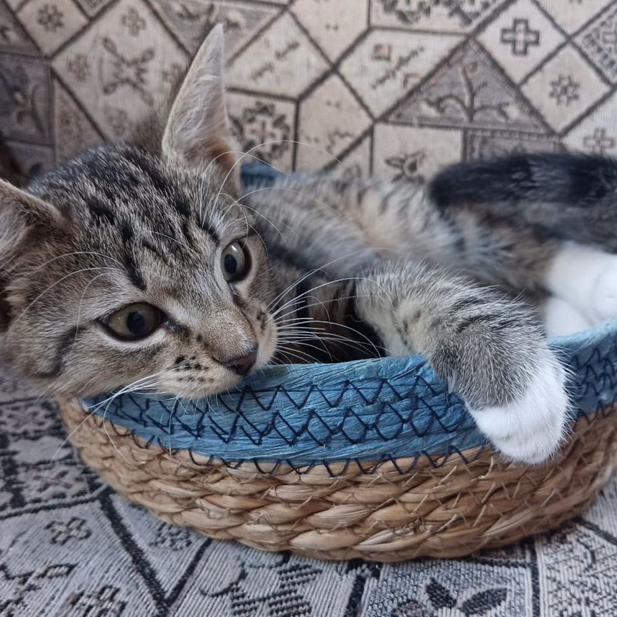 Маленький котенок Гарри Коттер