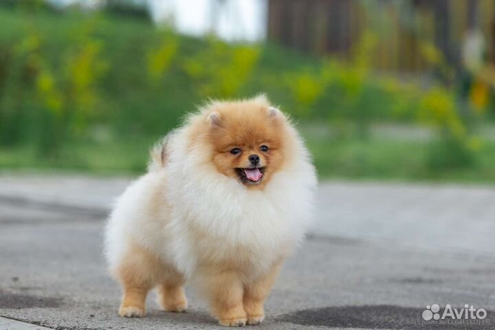 Мальчик мини 6 месяцев с видео