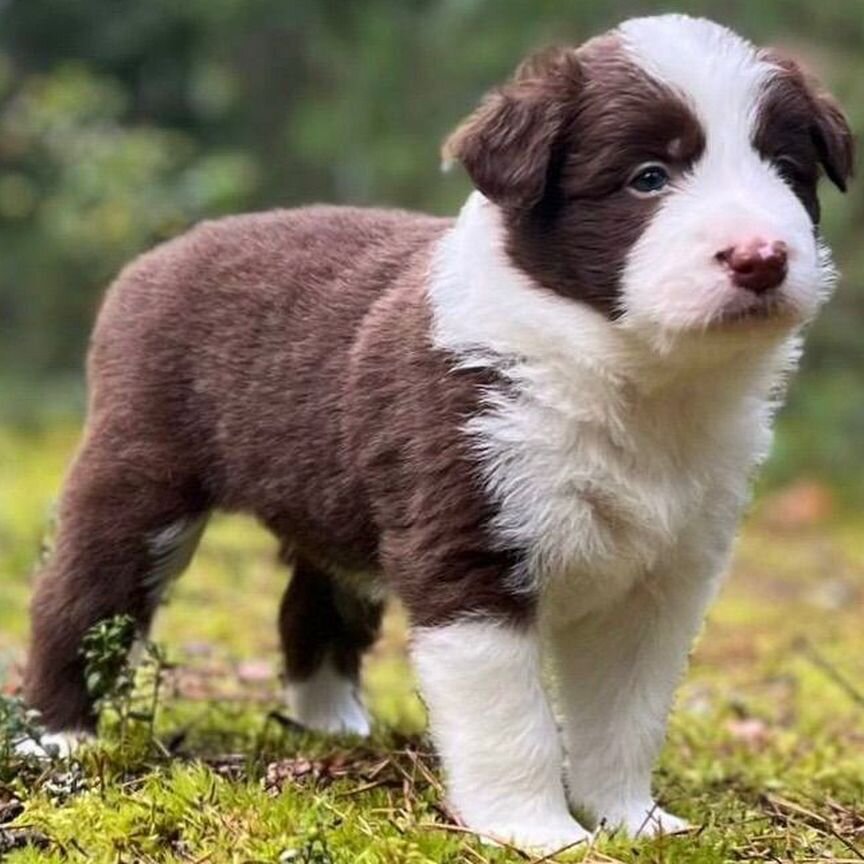 Бордер-колли, щенок