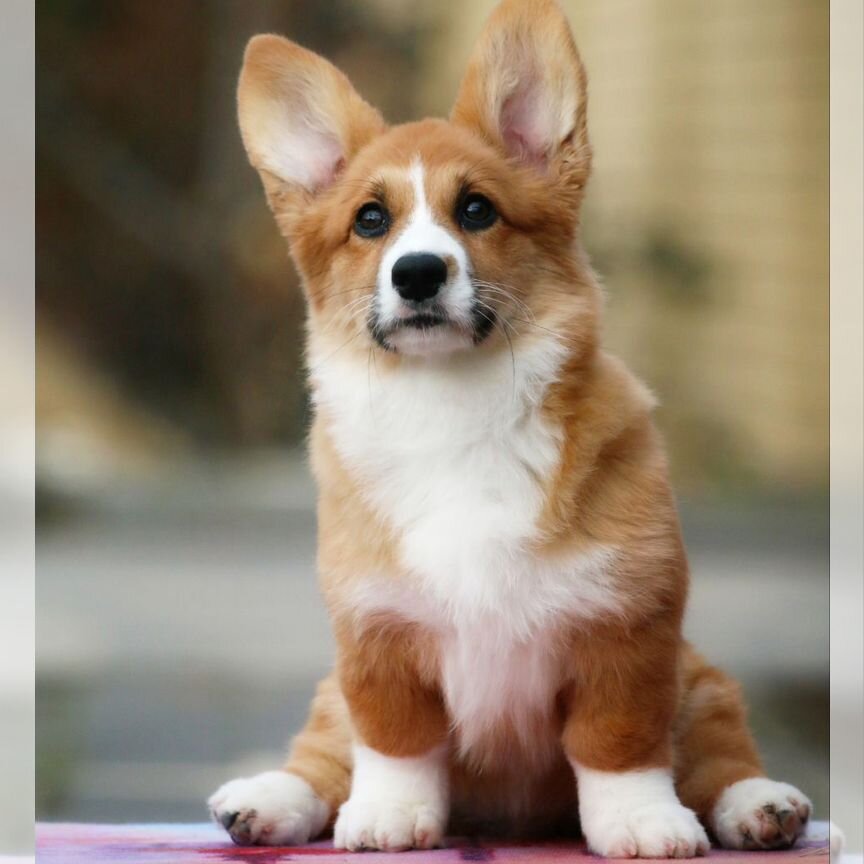 Вельш Корги Кардиган, щенок