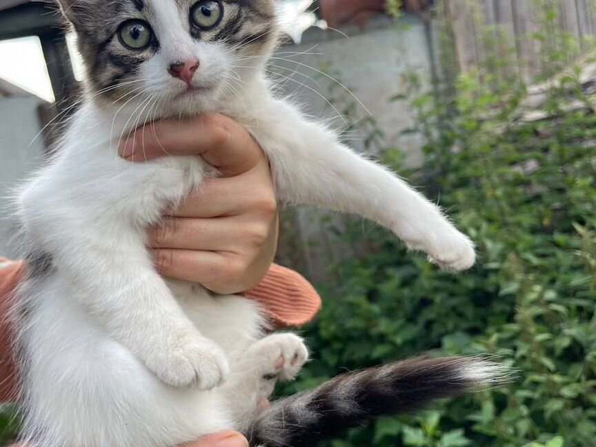 Котята в добрые руки бесплатно