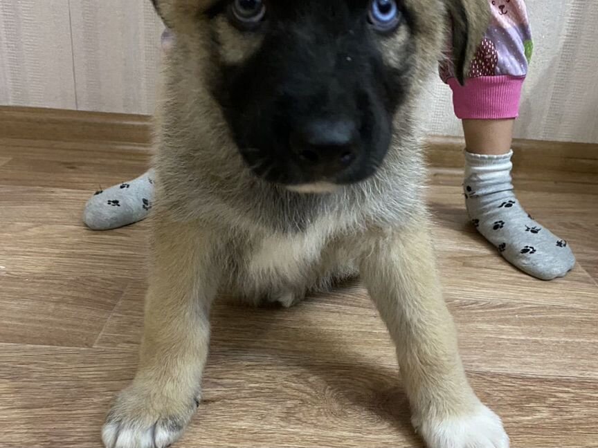 Щенок в добрые руки бесплатно