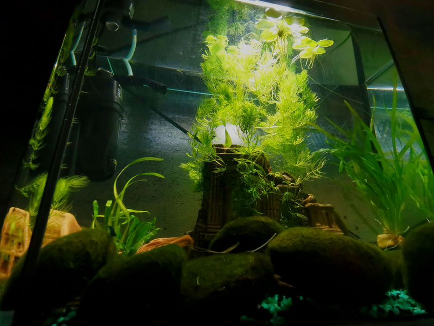 Кладофора шаровидная