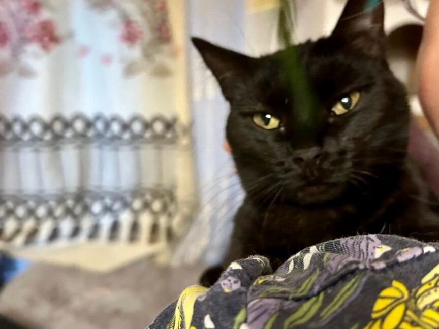 Черная ласковая кошечка хочет домой
