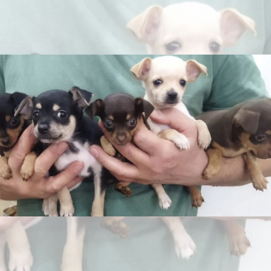 Русский той-терьер, щенок