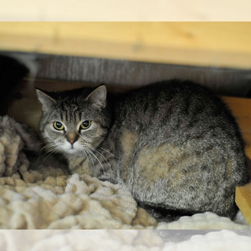 Взрослая, кошка в добрые руки