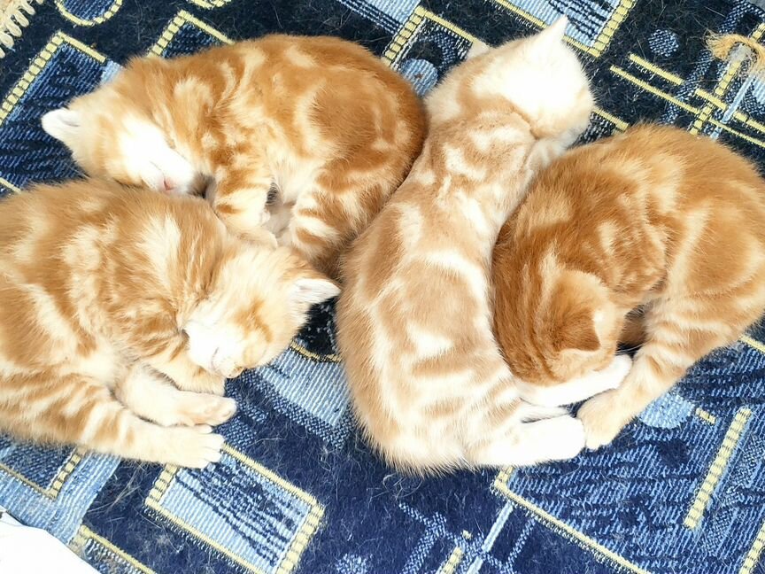 Шотландские котики