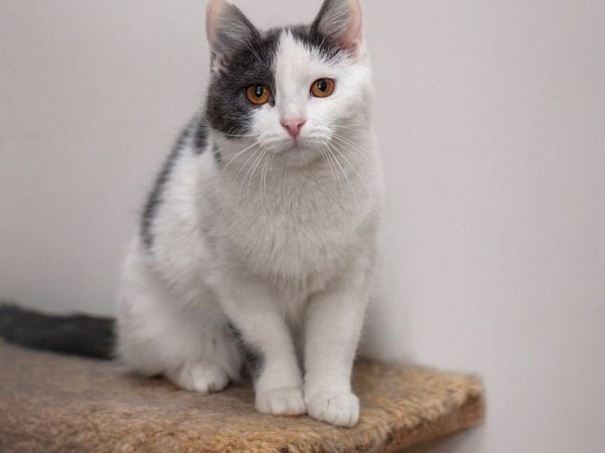 Бусинка ищет дом