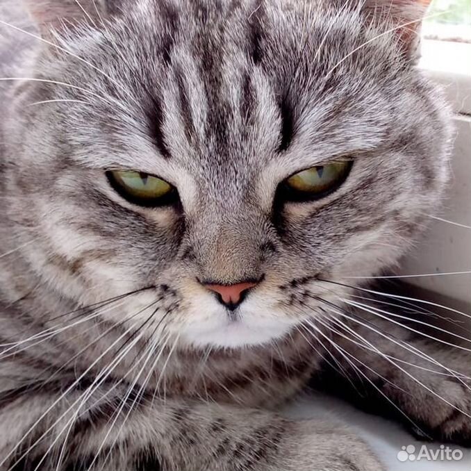 Отдам кота шатландского