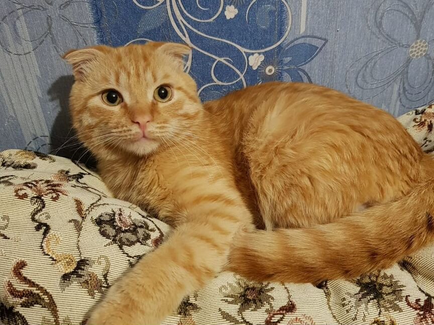 Котик подросток, лаковый Шафран